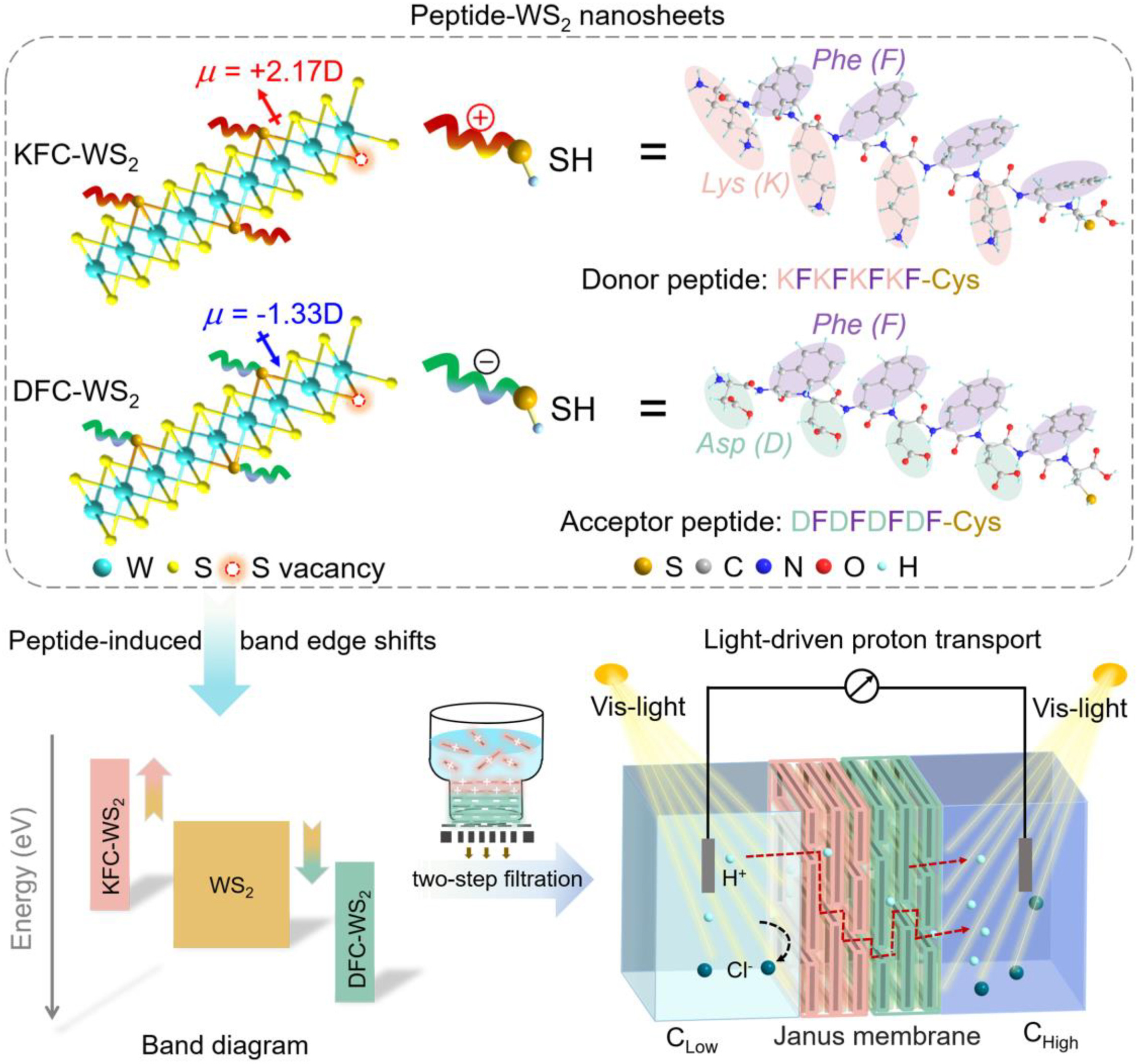 Light-driven proton transmembrane transport enabled by bio ...